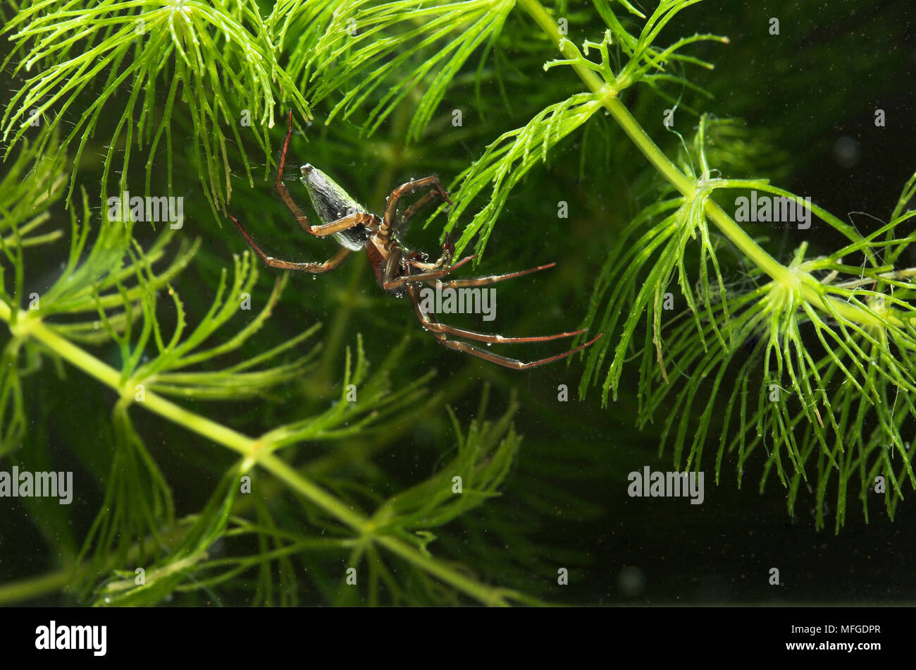 WATER SPIDER underwater Argyroneta aquatica UK Stock Photo - Alamy