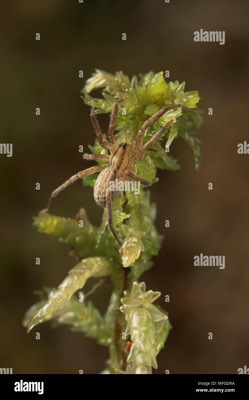 GHOST SPIDER Zora sp. UK Stock Photo - Alamy