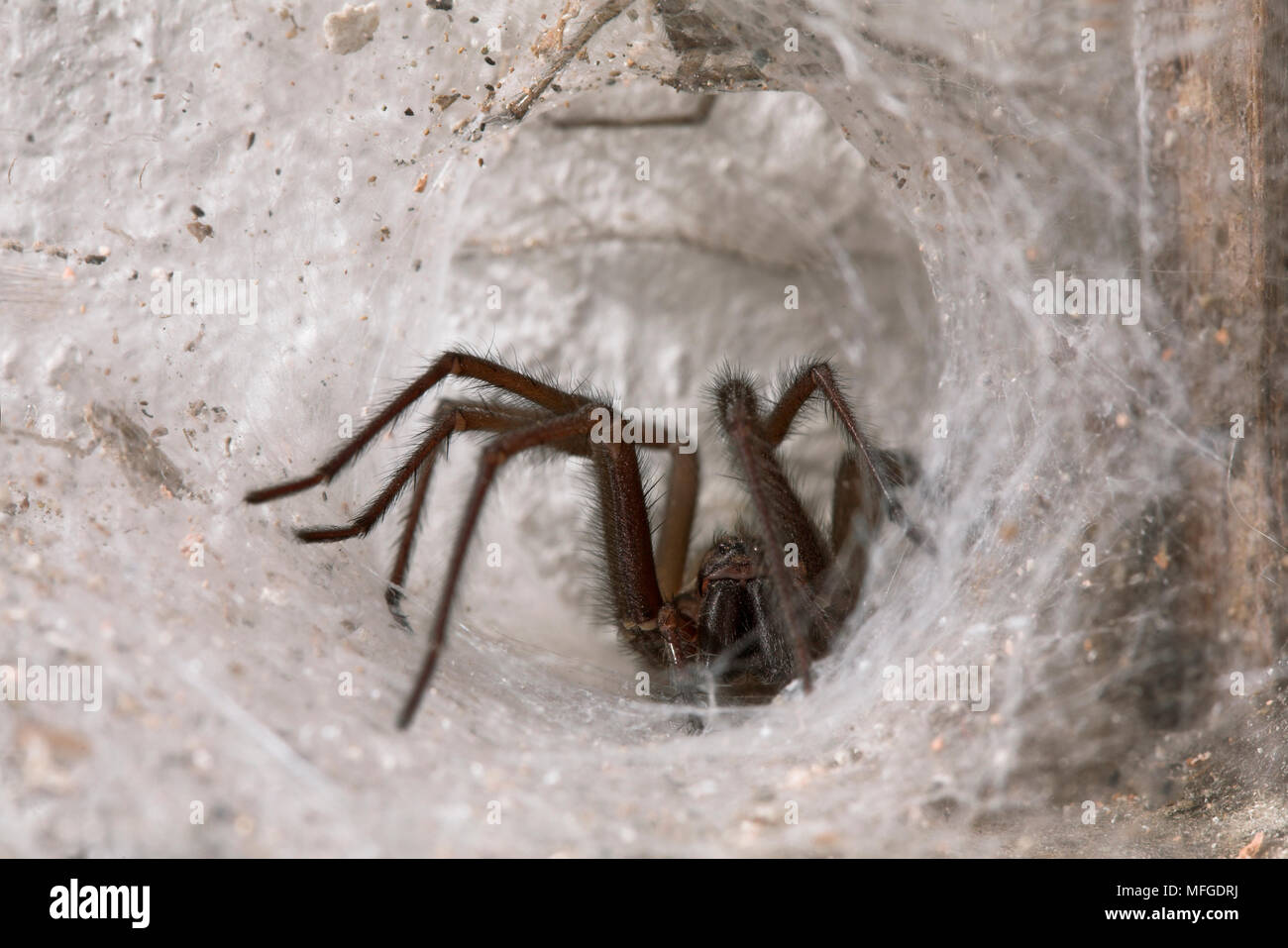 HOUSE SPIDER lurking in tunnel of web Tegenaria domestica UK Stock ...