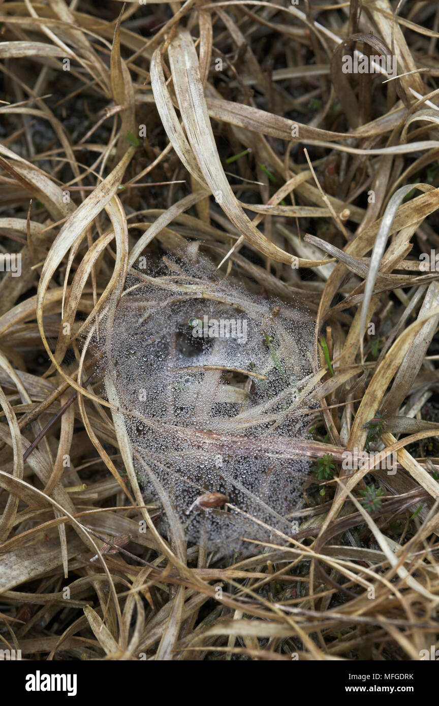 LABYRINTH SPIDER juvenile web Agelena labyrinthica UK Stock Photo - Alamy