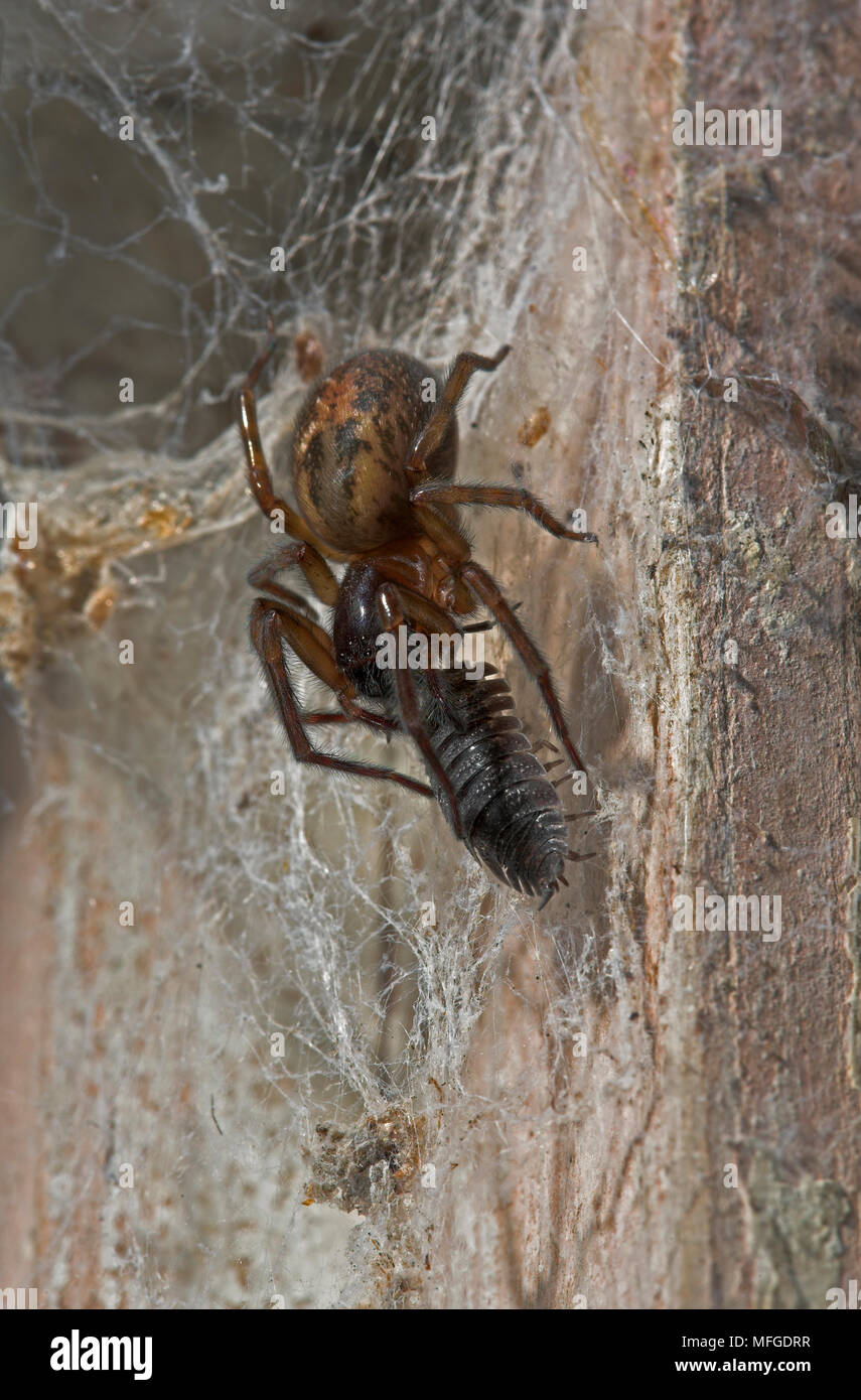 LACE-WEBBED SPIDER with prey Amaurobius similis UK Stock Photo - Alamy