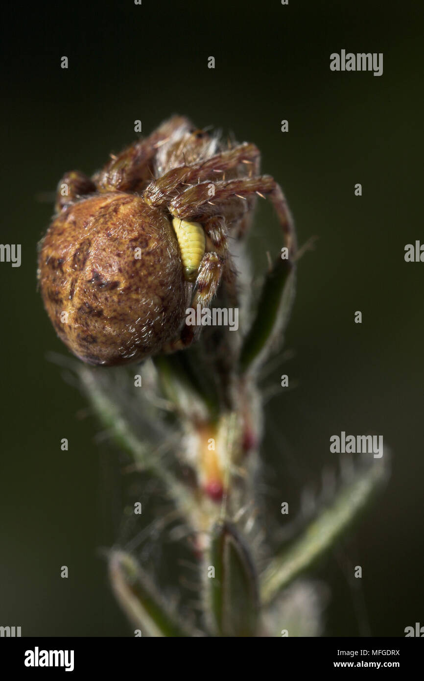 PARASITE ON ORB-WEB SPIDER Agelenatea redii Much of the body contents ...