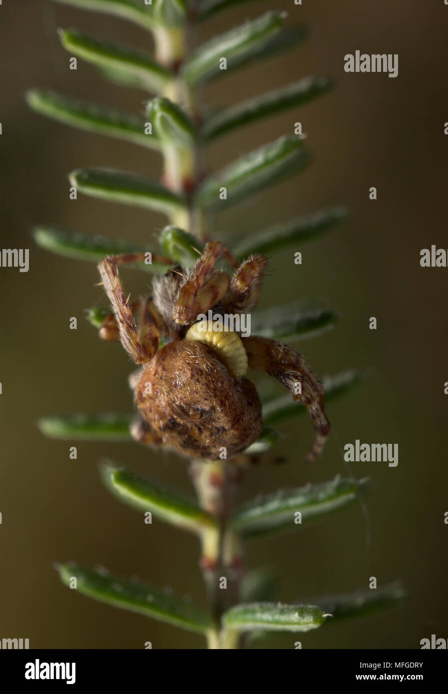 Parasitic Worms In Spiders