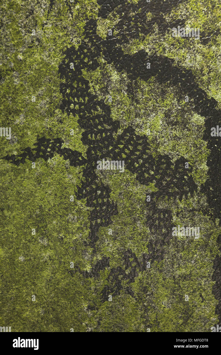 SNAIL grazing tracks on algae covered wall UK Stock Photo - Alamy