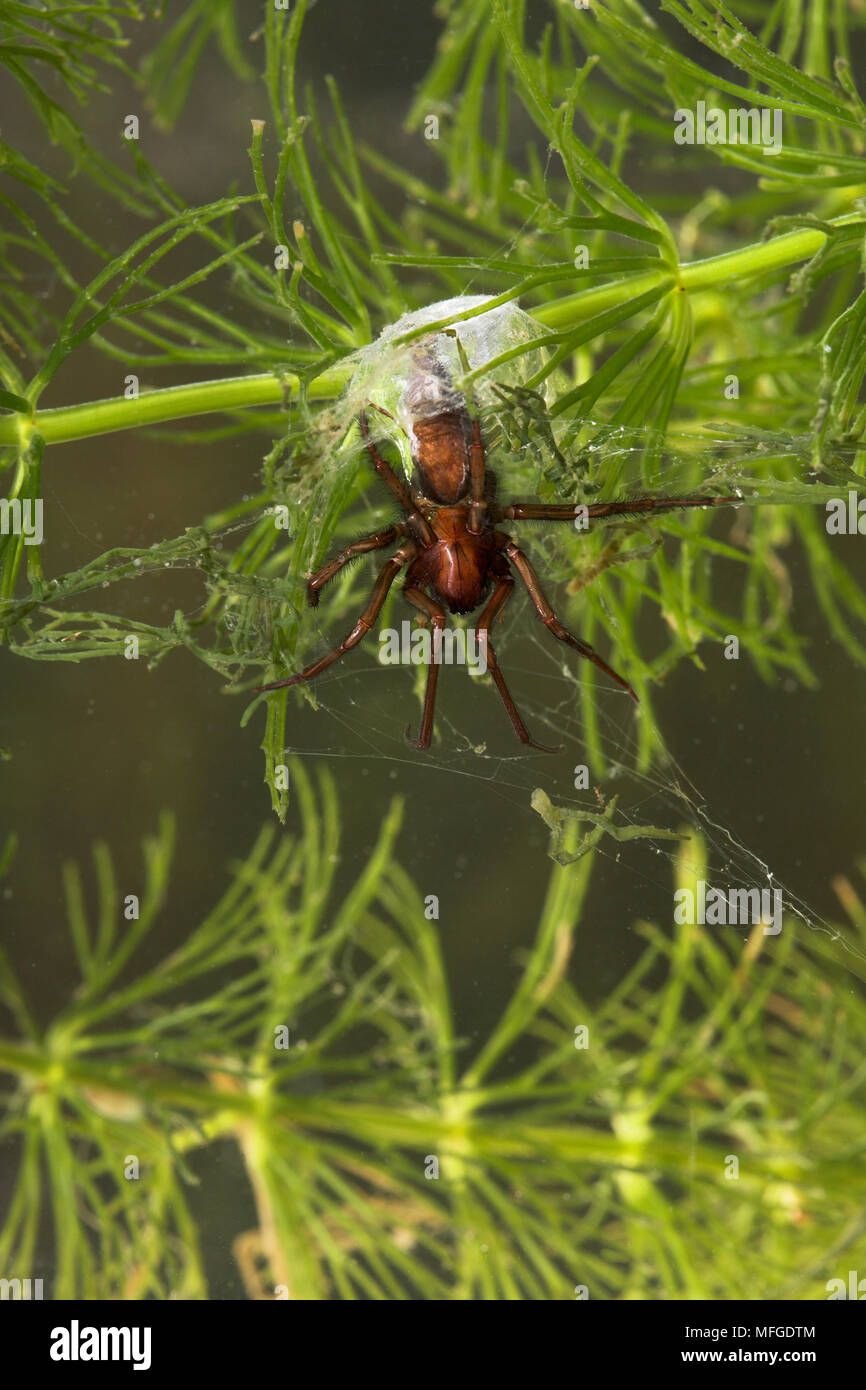 WATER SPIDER in bell Argronoreta aquatica (Argyronetidae) UK Stock ...