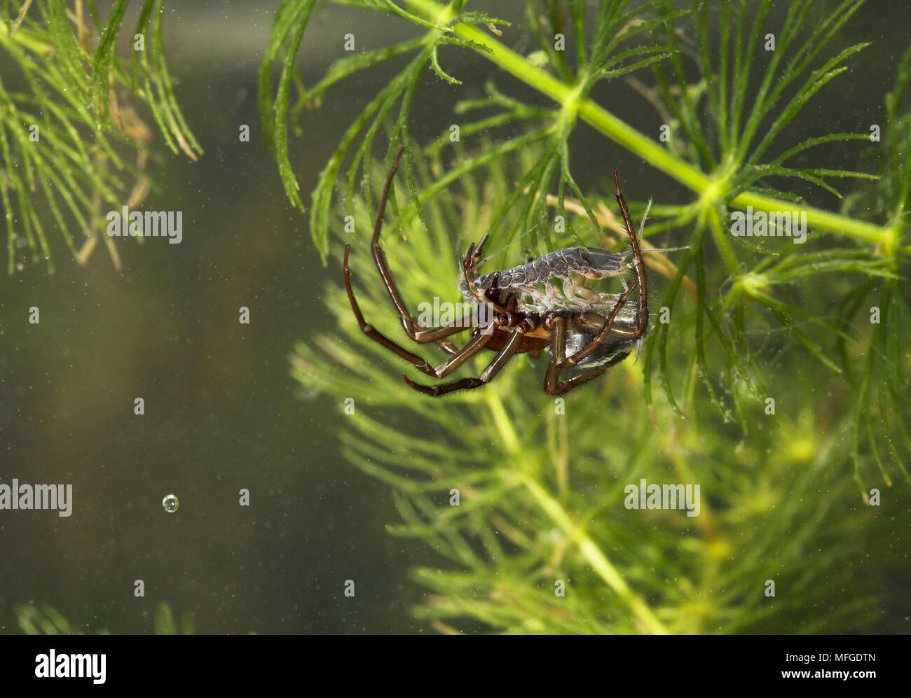 WATER SPIDER with prey (Asellus) Argyroneta aquatica (Argyronetidae) UK ...