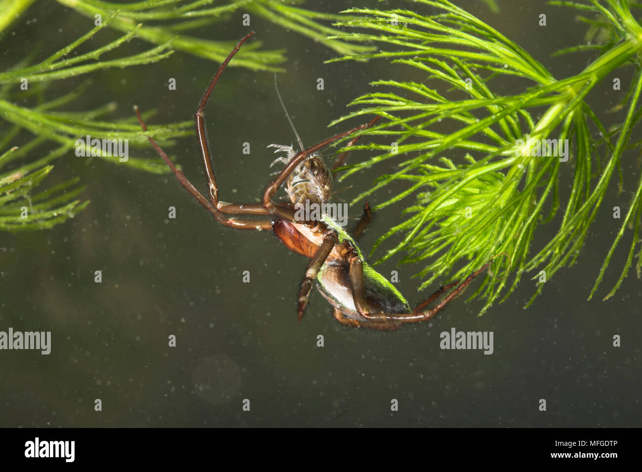 WATER SPIDER with prey (Asellus) Argyroneta aquatica (Argyronetidae) UK ...