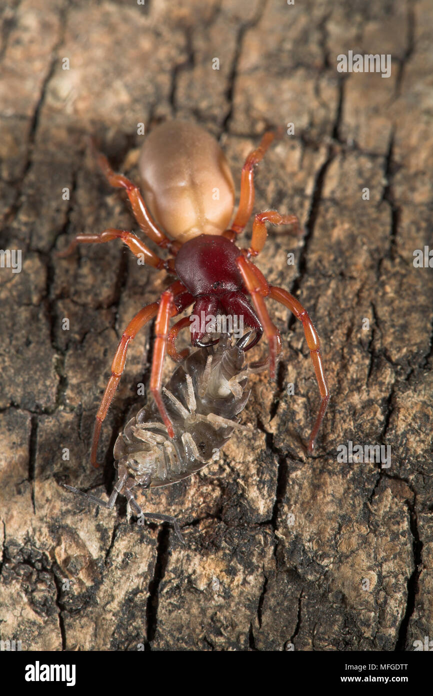 WOODLOUSE SPIDER with wooodlouse prey Dysdera crocata (Dysderidae) UK ...