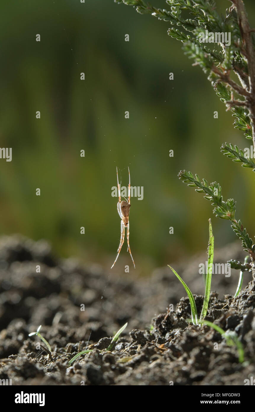 Theriidae hi-res stock photography and images - Alamy