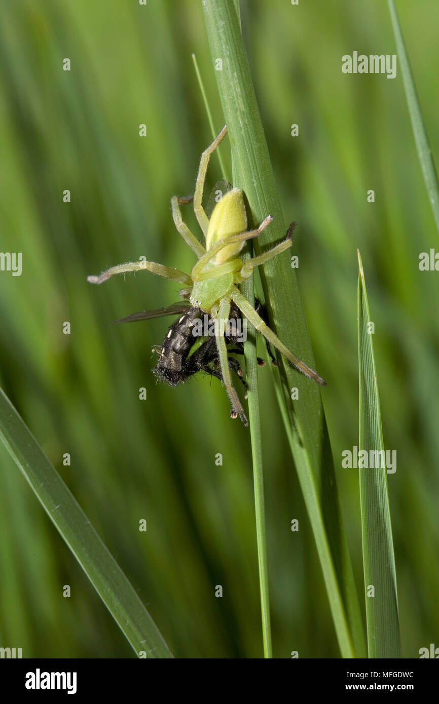 GREEN SPIDER with flesh fly Micrommata virescens Sparassidae UK Stock ...