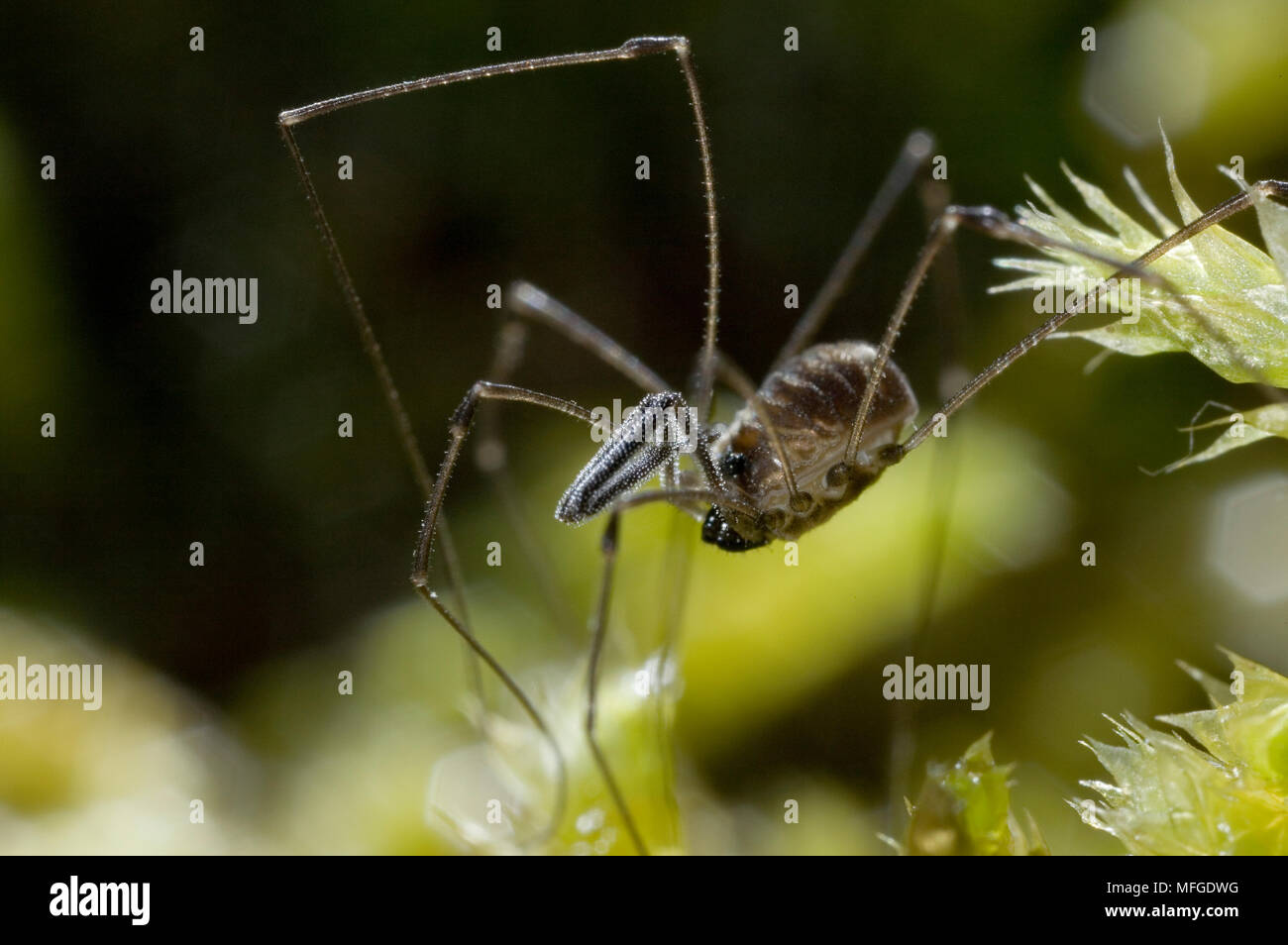 HARVESTMAN Mitostoma chrysomelas absorbing droplets of moisture from ...