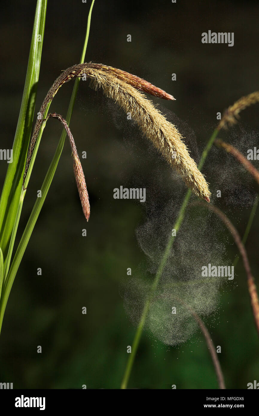 PENDULOUS SEDGE pollen dispersal Carex pendula UK Stock Photo - Alamy