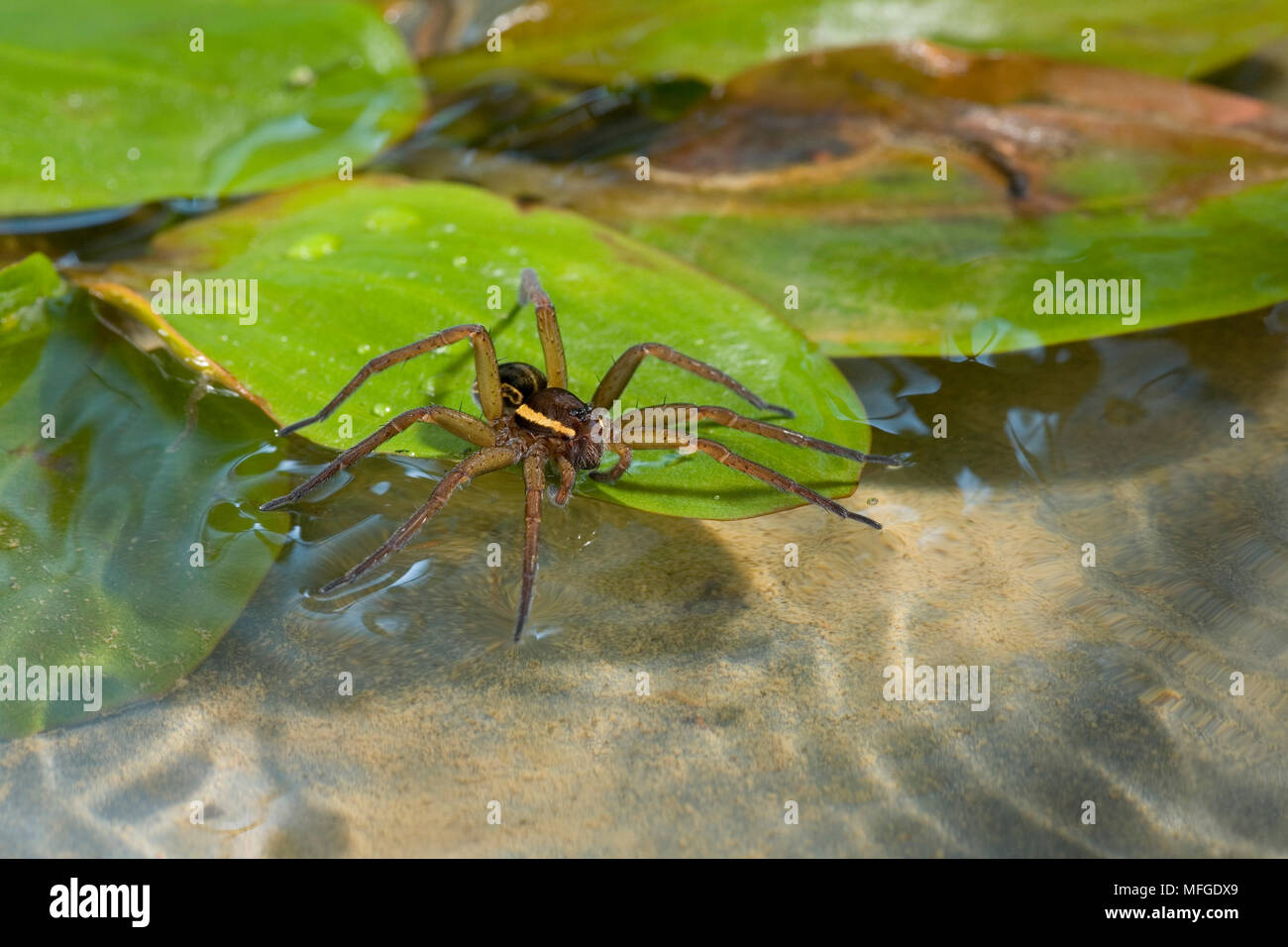 RAFT SPIDER Dolomedes fimbriatus Pisauridae UK Stock Photo - Alamy