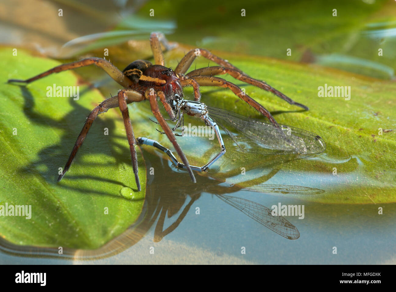 Raft spiders uk hi-res stock photography and images - Alamy