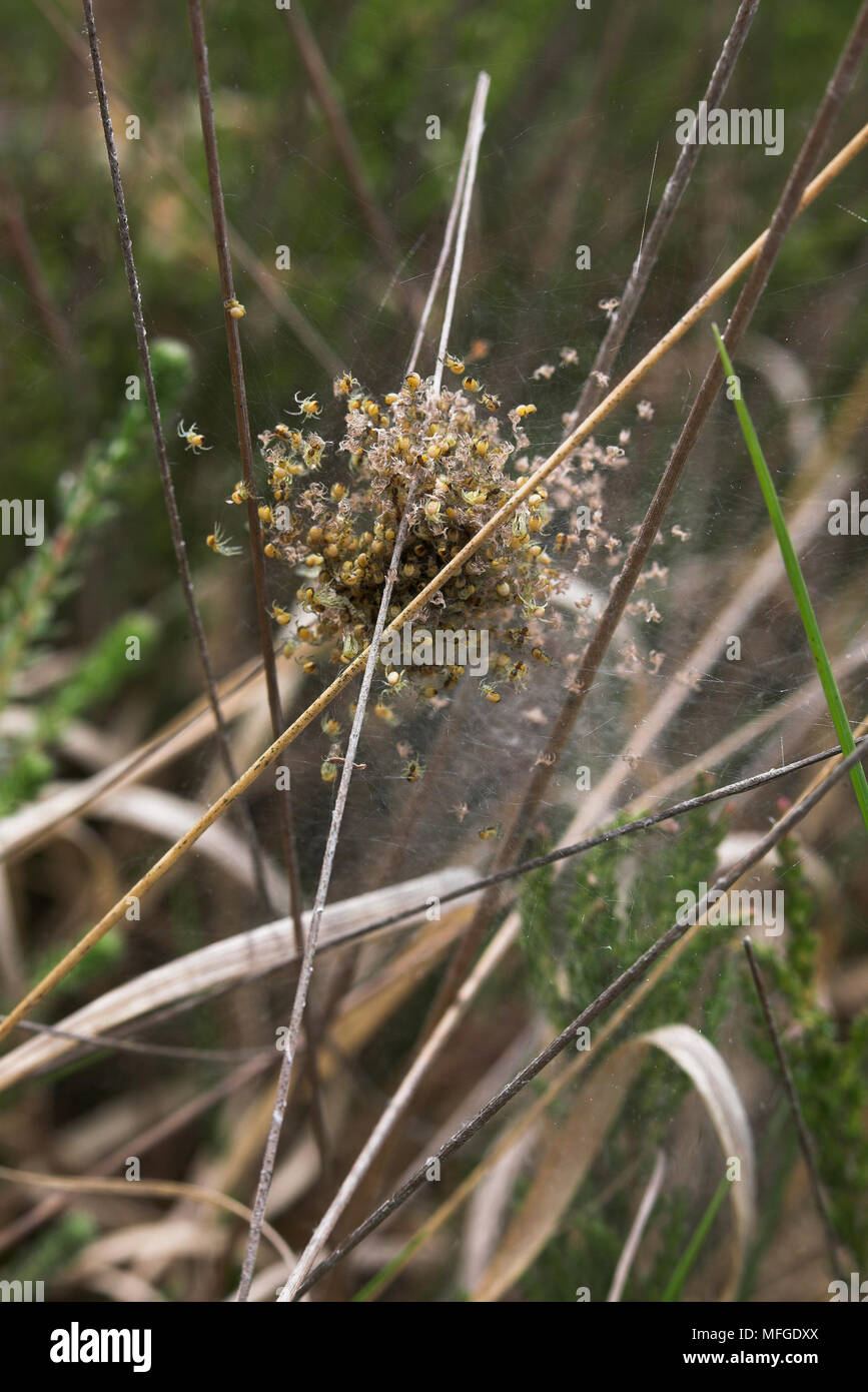 SPIDERLING BALL Aranea quadratus UK Stock Photo - Alamy