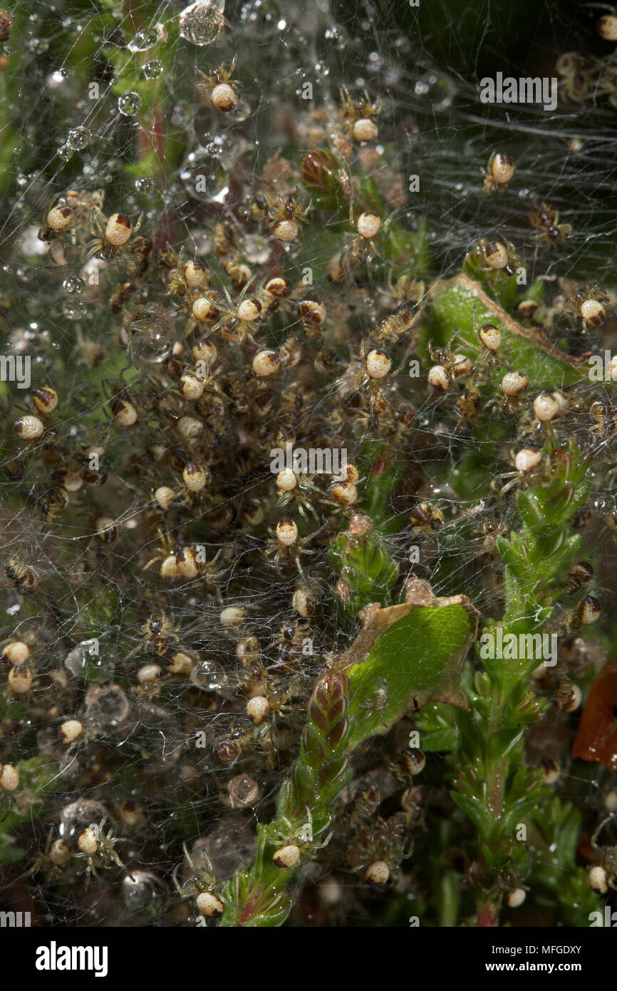 SPIDERLING BALL Aranea quadratus UK Stock Photo - Alamy