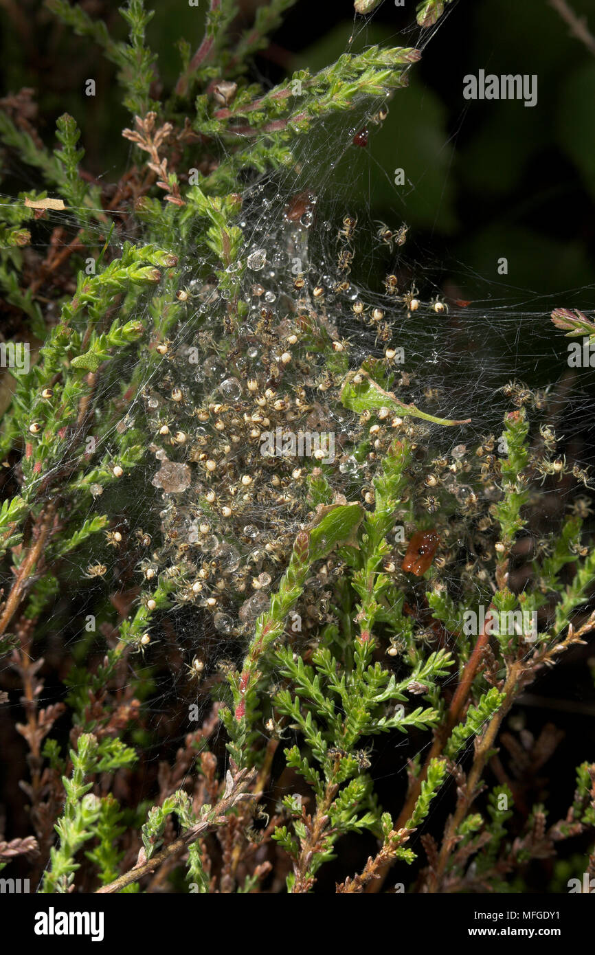 SPIDERLING BALL Aranea quadratus UK Stock Photo - Alamy