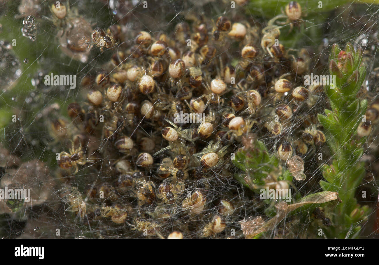 SPIDERLING BALL Aranea quadratus UK Stock Photo - Alamy