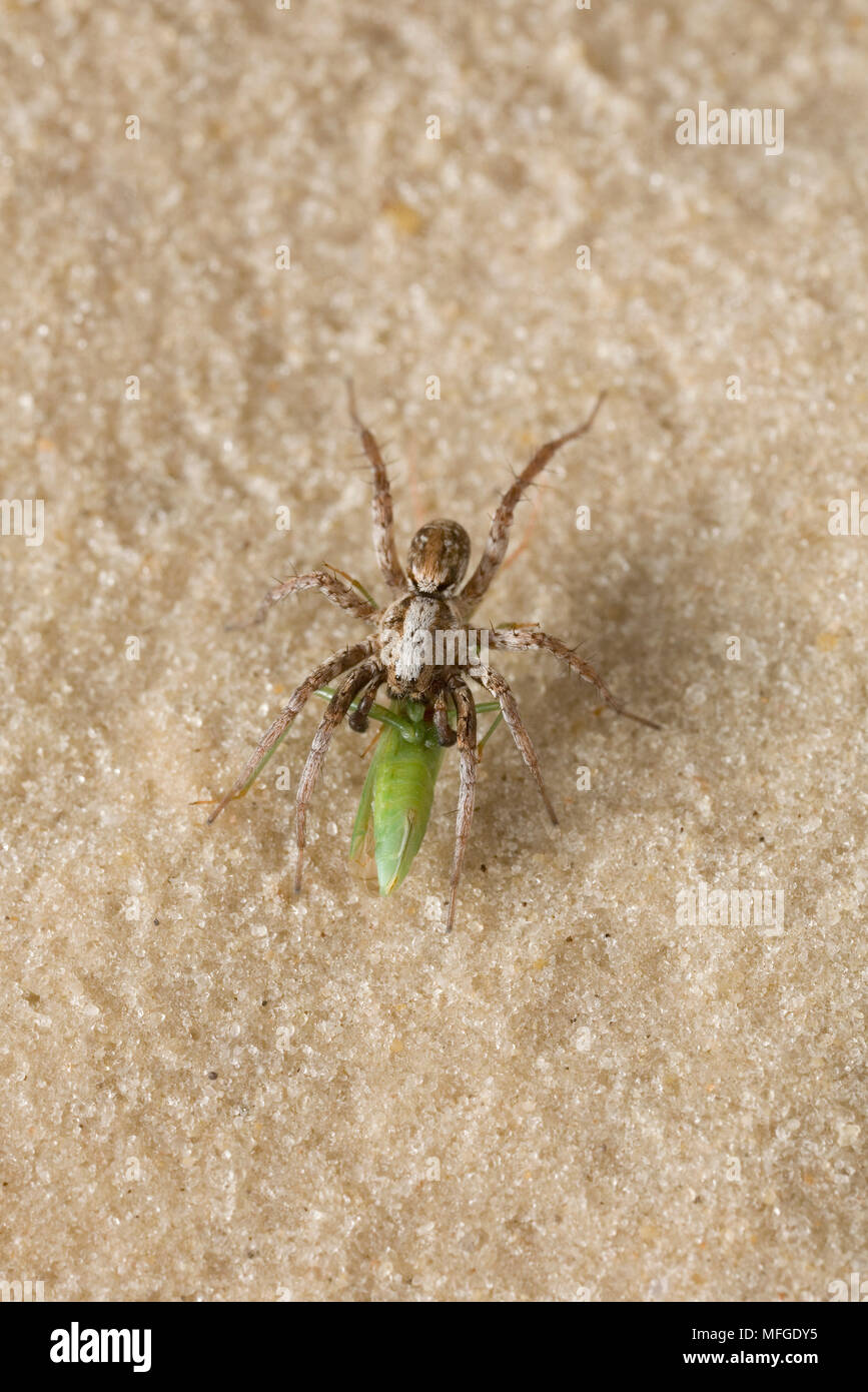 WOLF SPIDER male with prey Xerolycosa miniata Lycosidae Camber Sands ...