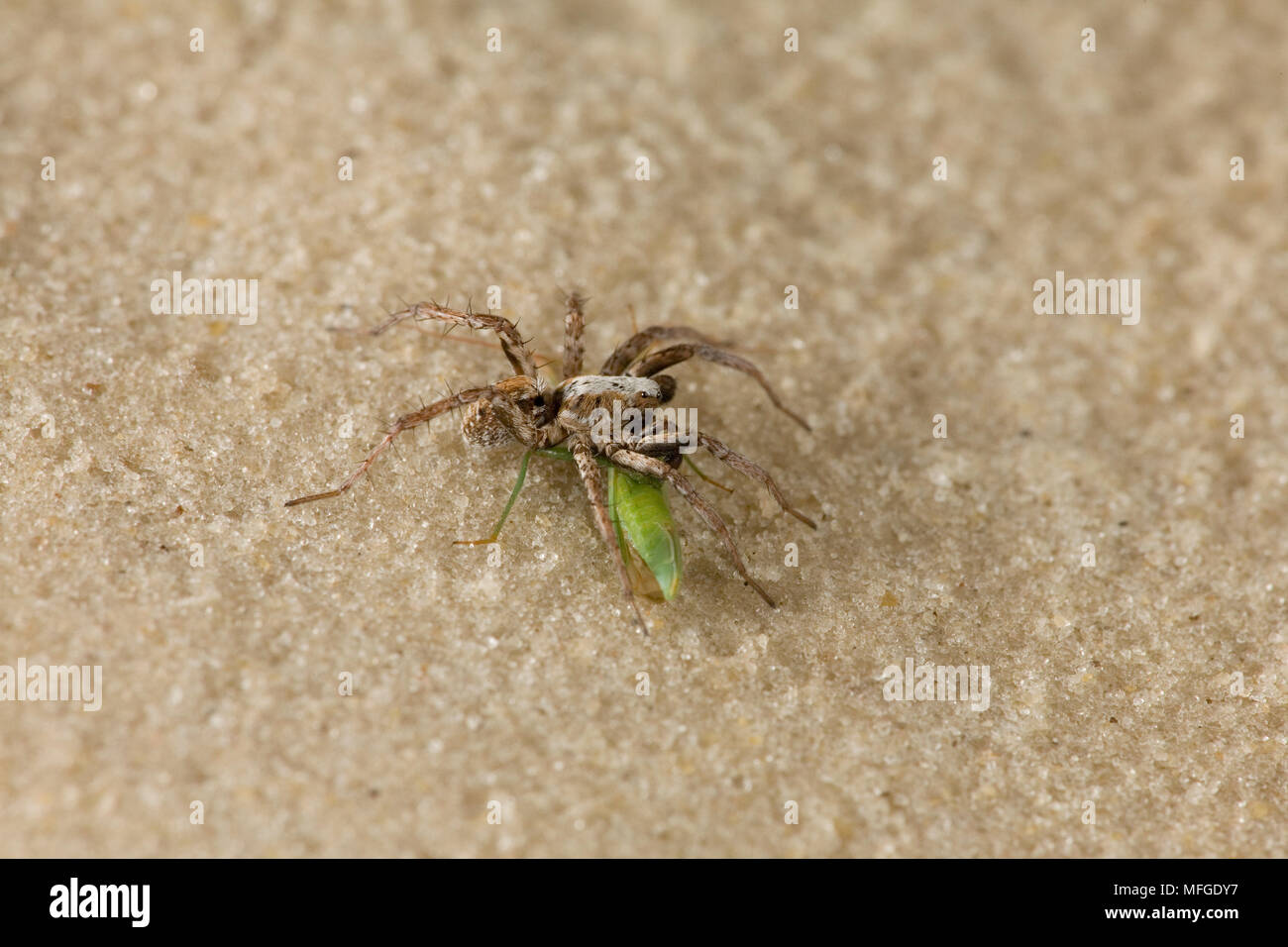WOLF SPIDER male with prey Xerolycosa miniata Lycosidae Camber Sands ...