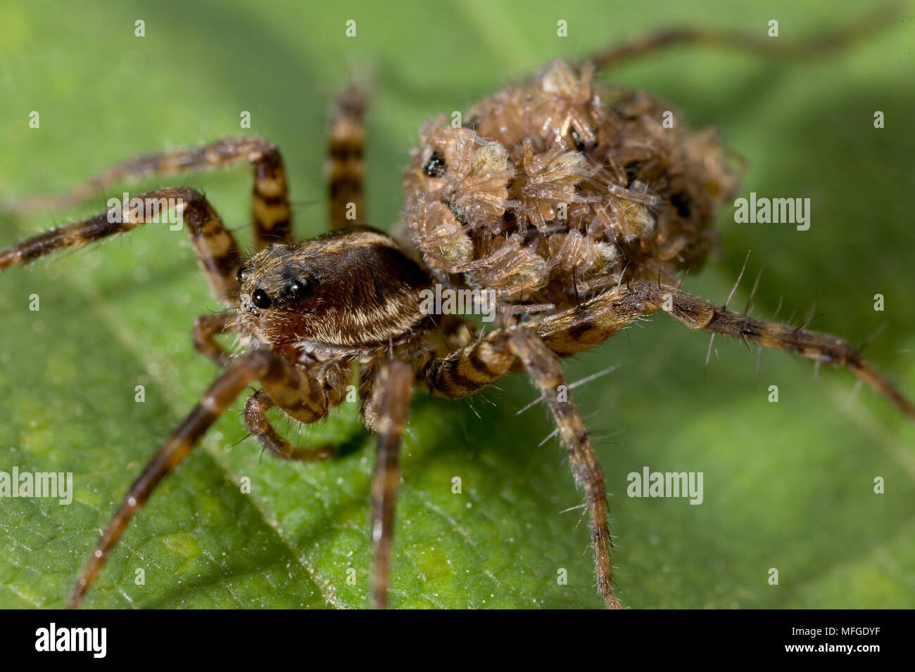 WOLF SPIDER with young on back Lycosidae Stock Photo - Alamy