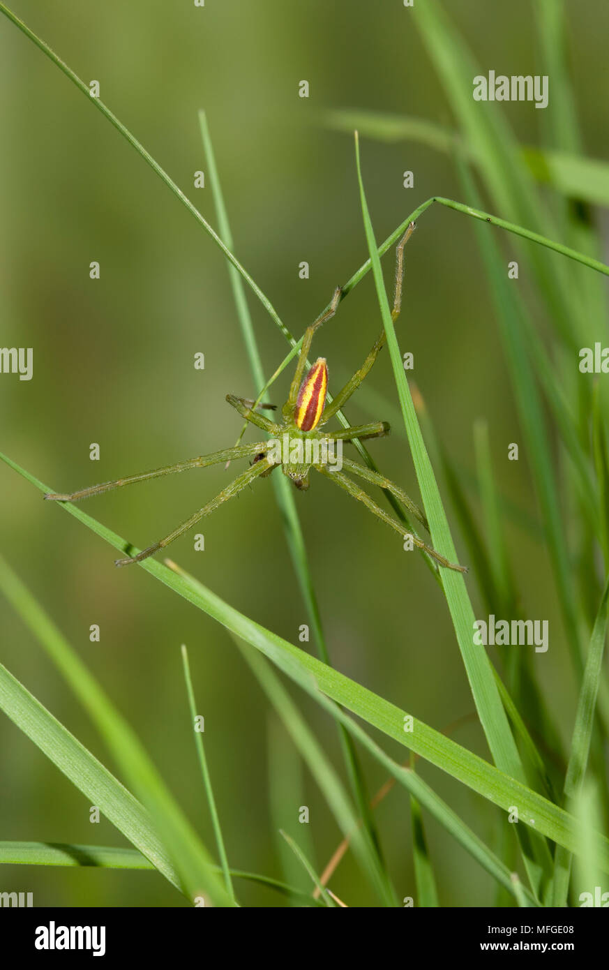 GREEN SPIDER Micrommata virescens Sparassidae UK Stock Photo - Alamy