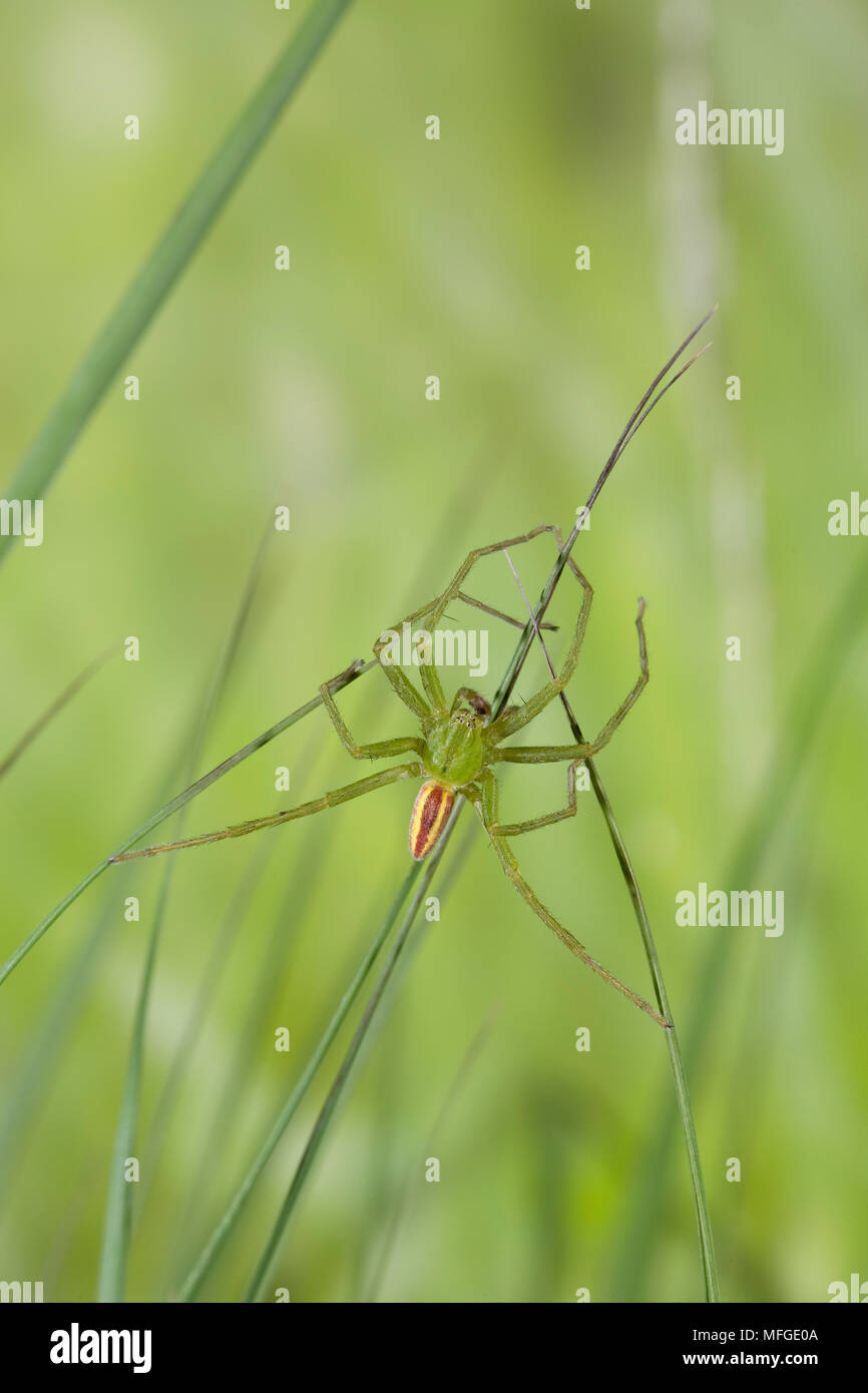 GREEN SPIDER male Micrommata virescens Sparassidae UK Stock Photo - Alamy