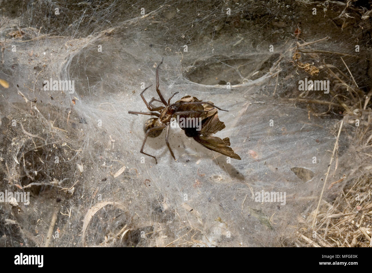 HOUSE SPIDER catching prey Tegenaria sp. UK Stock Photo - Alamy