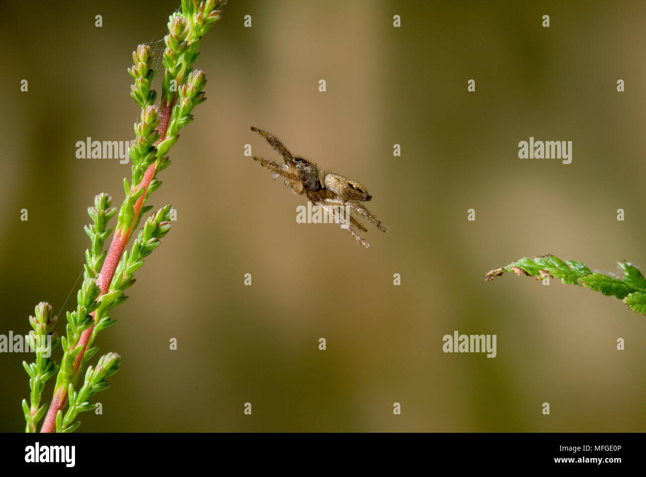 JUMPING SPIDER leaping Evarcha arcuata Salticidae UK Stock Photo - Alamy