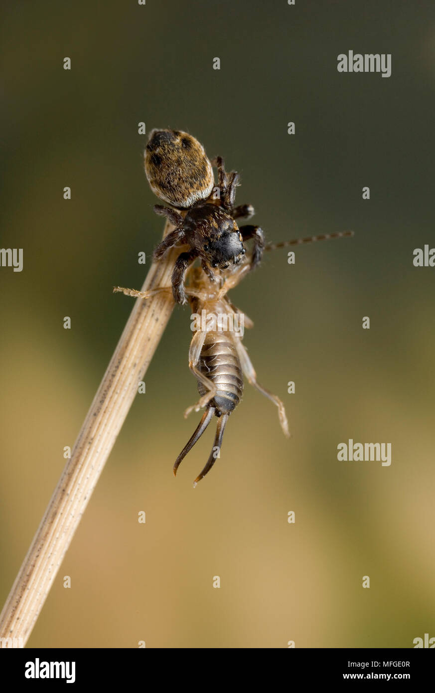 Spider with earwig hi-res stock photography and images - Alamy