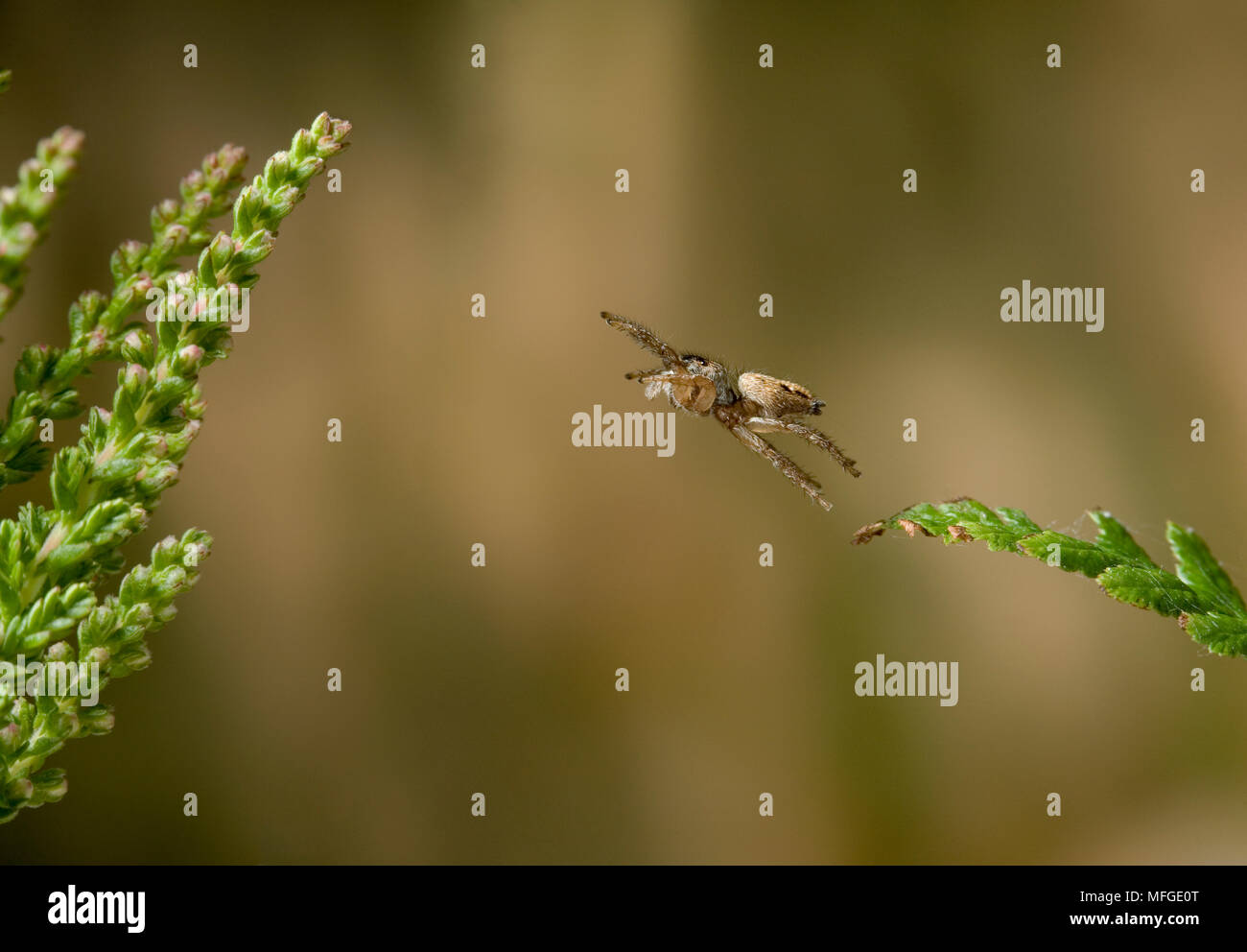 JUMPING SPIDER leaping Evarcha arcuata Salticidae UK Stock Photo - Alamy
