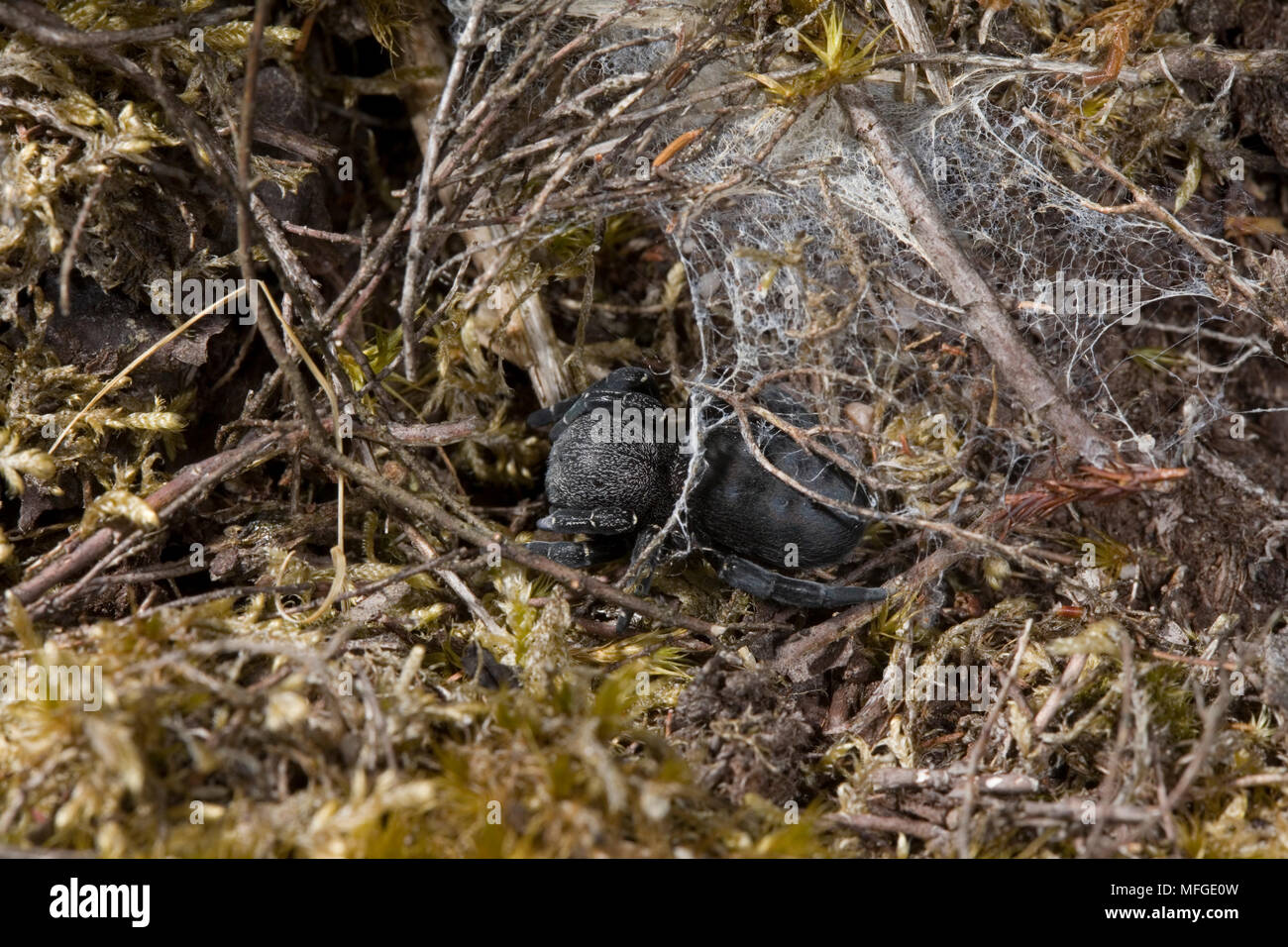 LADYBIRD SPIDER female at web Eresus cinnaberinus Eresidae rarest ...