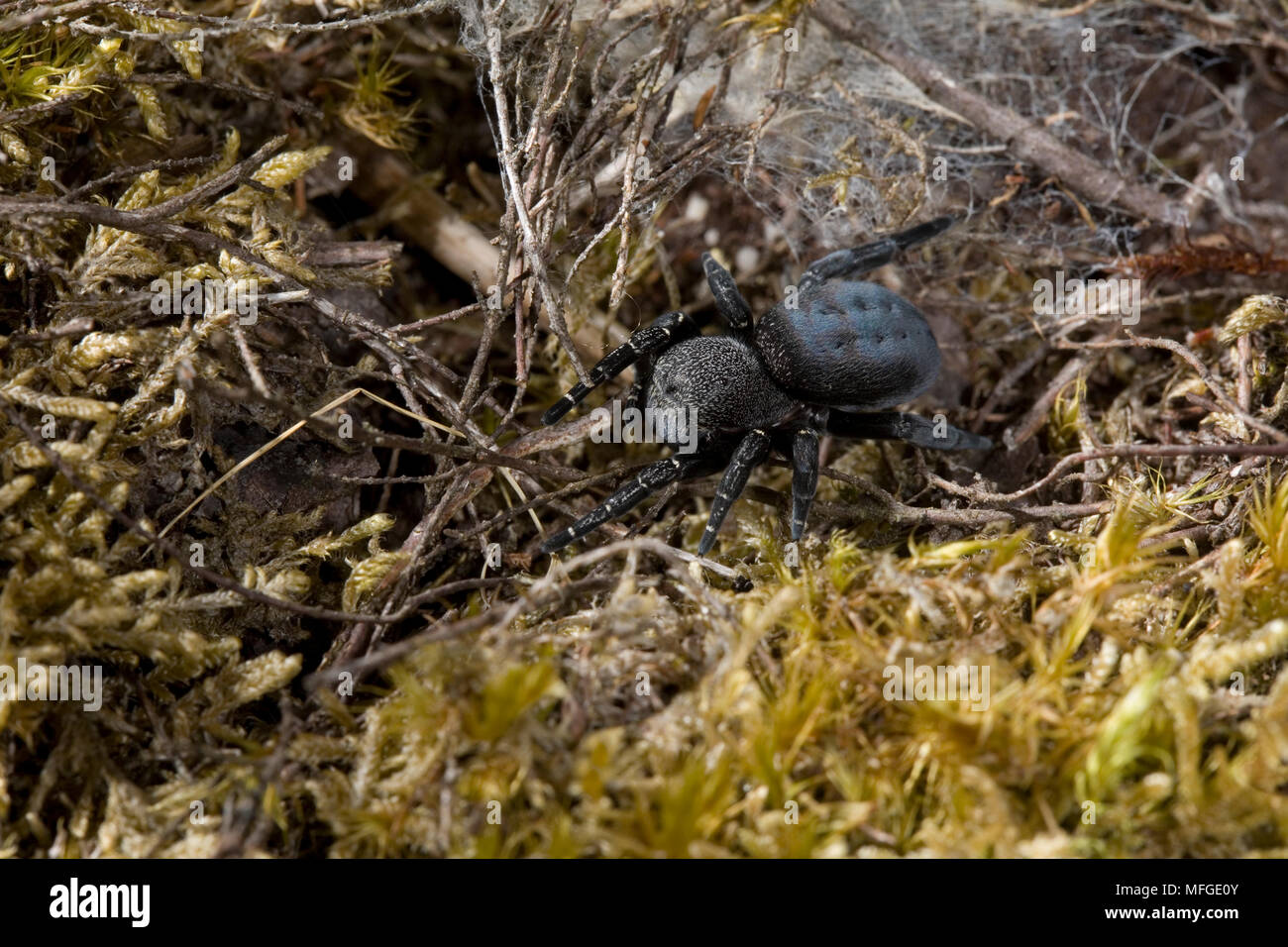 LADYBIRD SPIDER female at web Eresus cinnaberinus Eresidae rarest ...