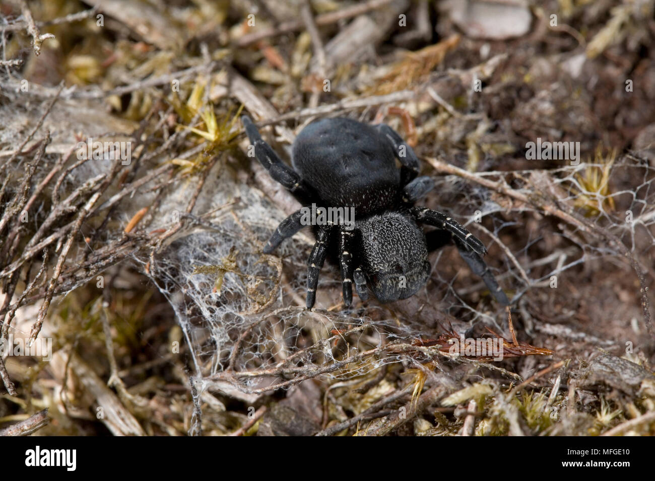 LADYBIRD SPIDER female at web Eresus cinnaberinus Eresidae rarest ...