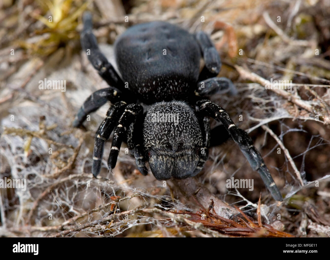 LADYBIRD SPIDER closeup Eresus cinnaberinus Eresidae rarest British ...