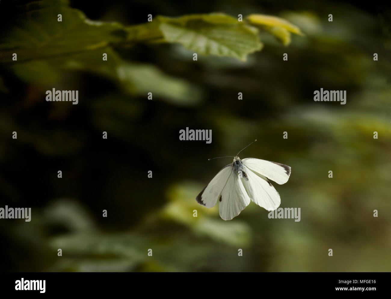 Large white male butterfly hi-res stock photography and images - Alamy
