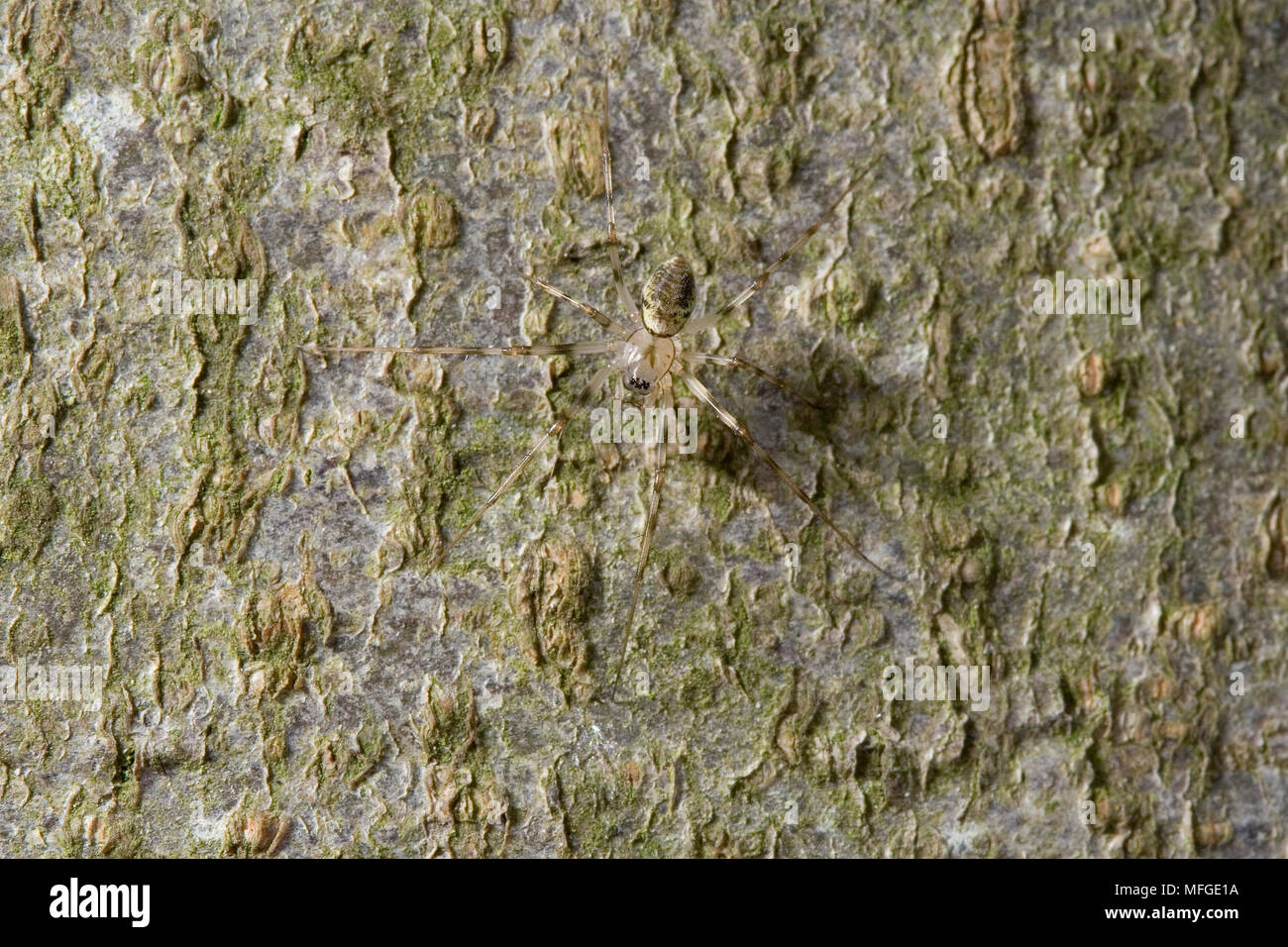 LINYPHIID SPIDER Drapetisca socialis hunts actively on the trunks of ...