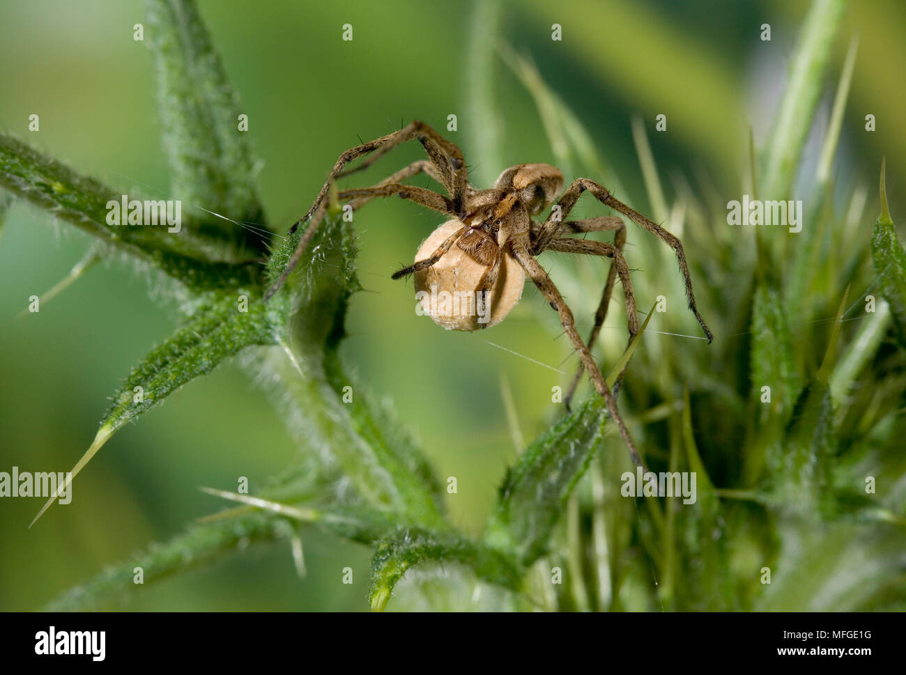 NURSERY WEB SPIDER with cocoon Pisaura mirabilis Pisauridae UK Stock ...