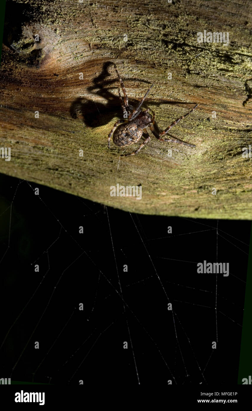 ORB WEAVER Nuctenia umbratica Araneidae UK Stock Photo - Alamy