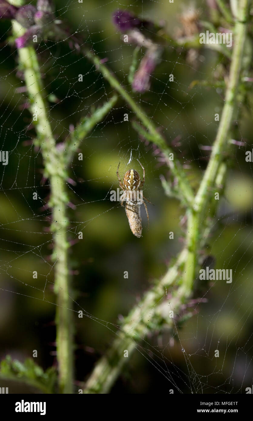 ORB WEAVER SPIDER Neoscona adianta Araneidae UK Stock Photo - Alamy