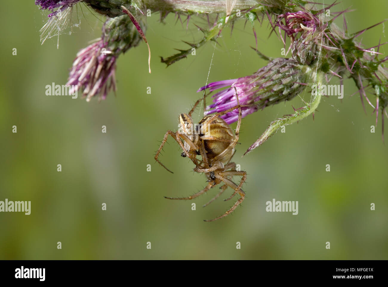 Neoscona adianta hi-res stock photography and images - Alamy