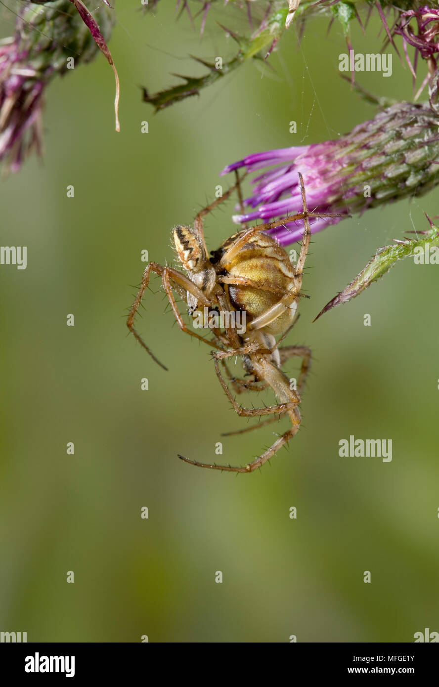 ORB WEAVER SPIDER mating Neoscona adianta Araneidae UK Stock Photo - Alamy