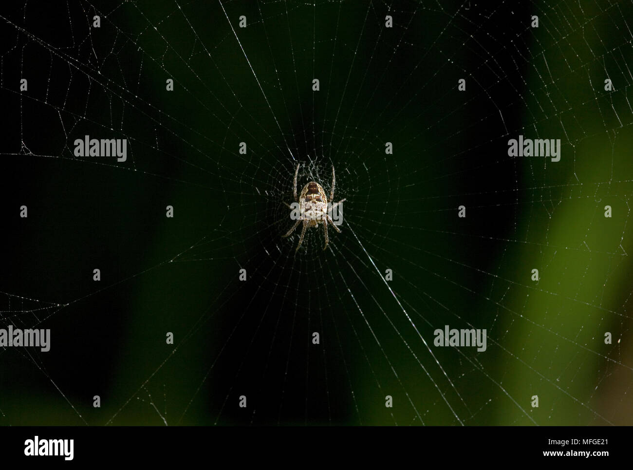 ORB WEAVER SPIDER Zilla diodea Araneidae UK Stock Photo - Alamy