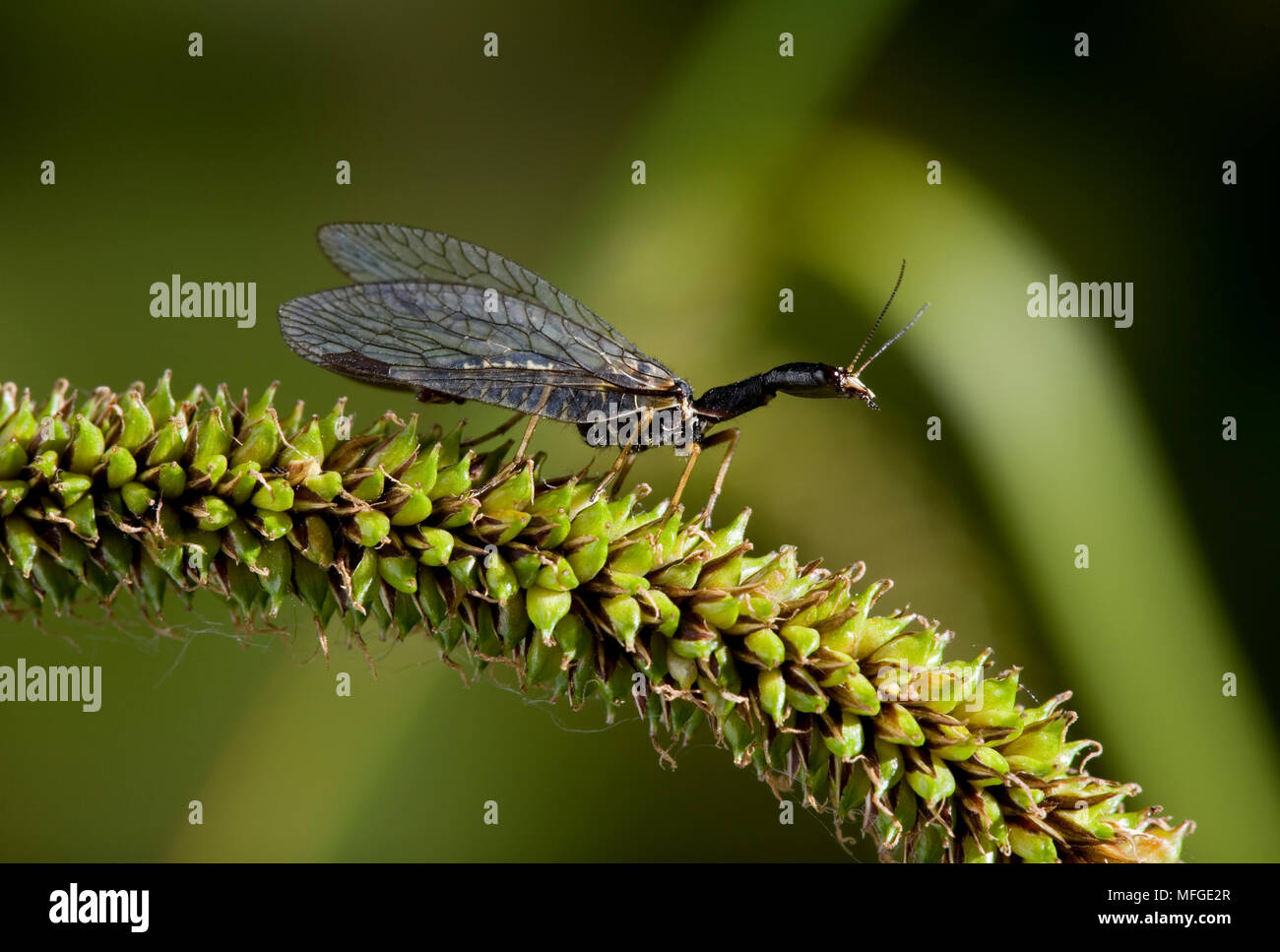 SNAKE FLY Raphidia notata Raphidiidae UK Stock Photo - Alamy