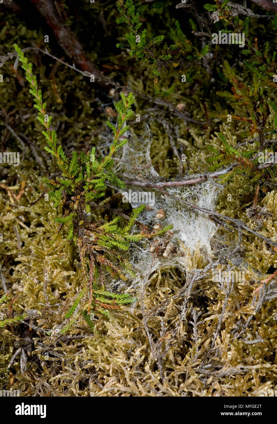 LADYBIRD SPIDER web Eresus cinnaberinus Eresidae UK Stock Photo - Alamy