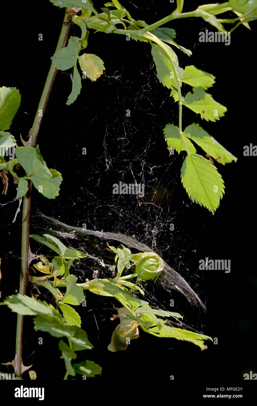LINYPHIID SPIDER web UK Stock Photo - Alamy