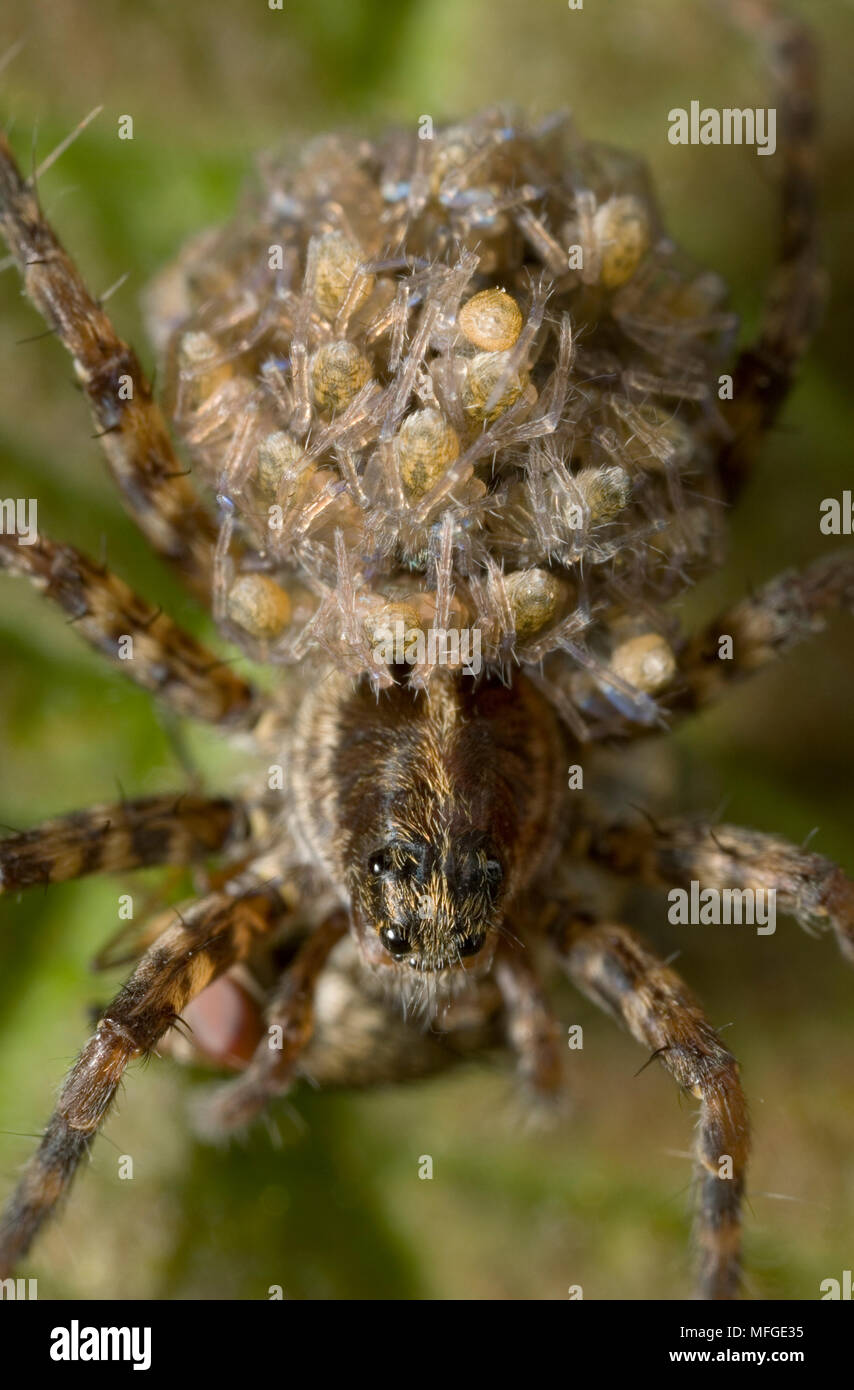Wolf spider eating hi-res stock photography and images - Alamy