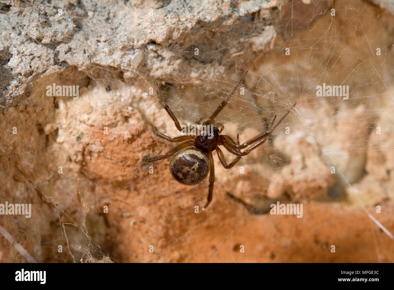 SCAFFOLD WEB SPIDER in wall of Chichester cathedral Steotoda nobilis ...