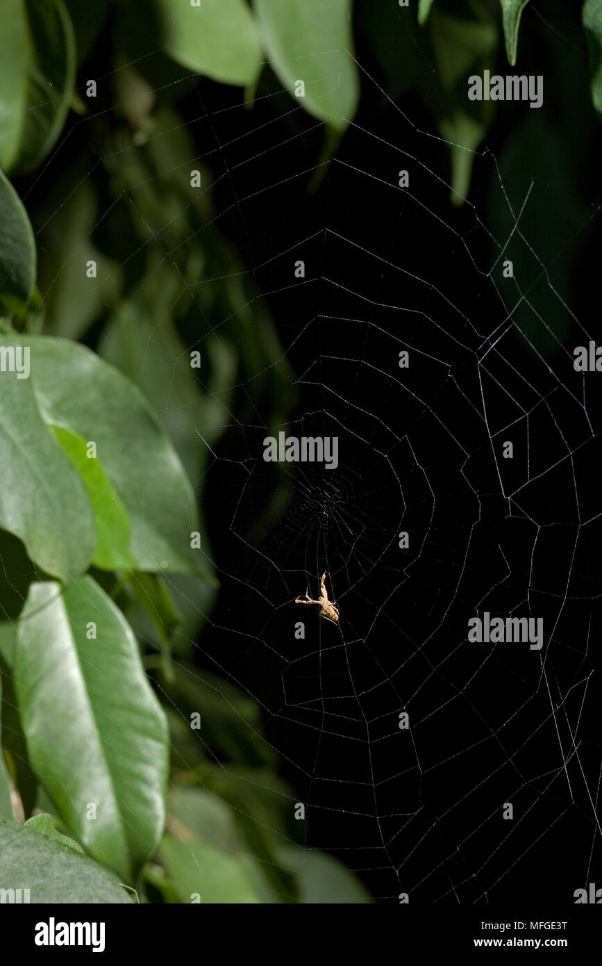 Uloborus hi-res stock photography and images - Alamy