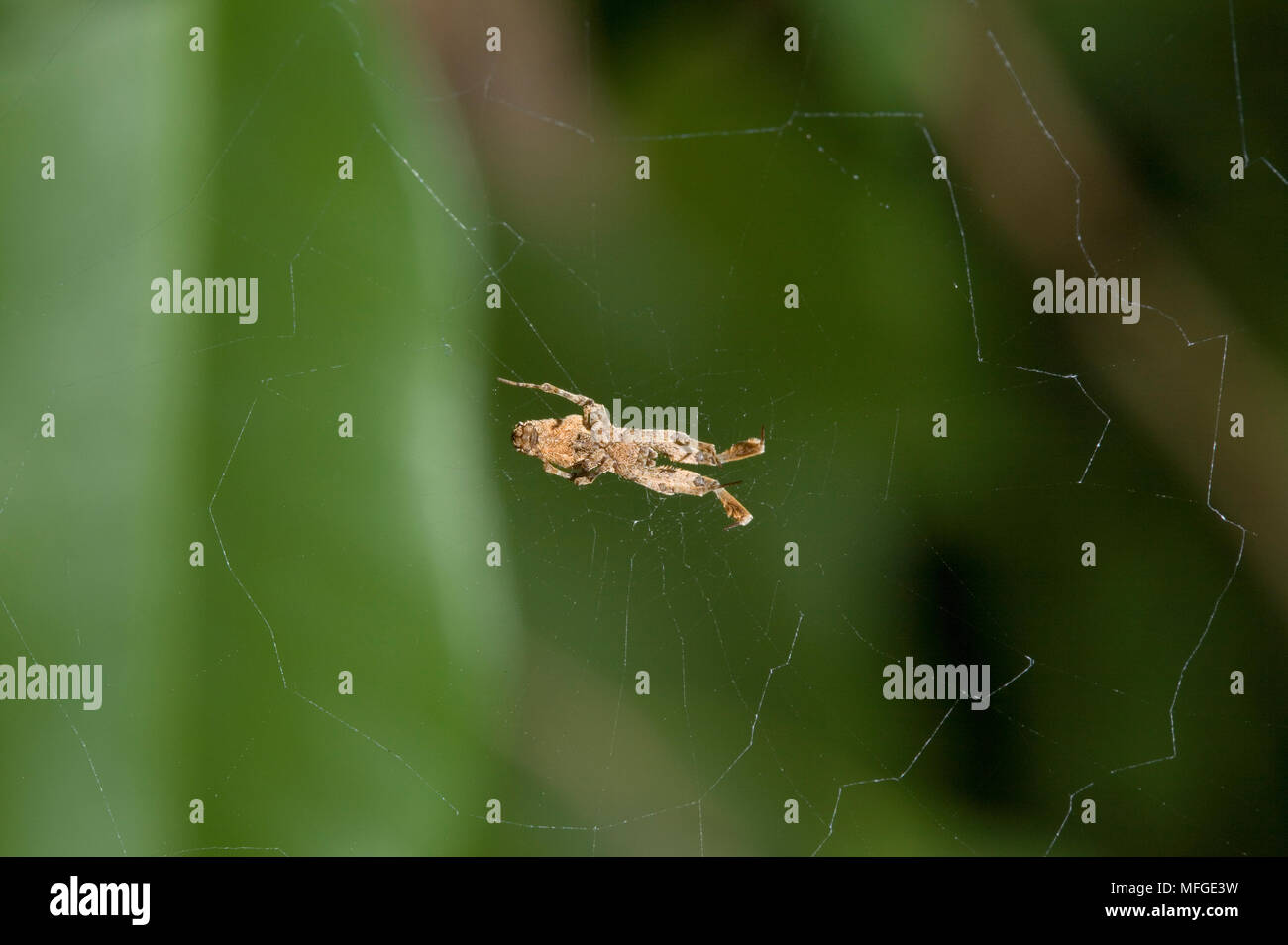 Uloborus hi-res stock photography and images - Alamy